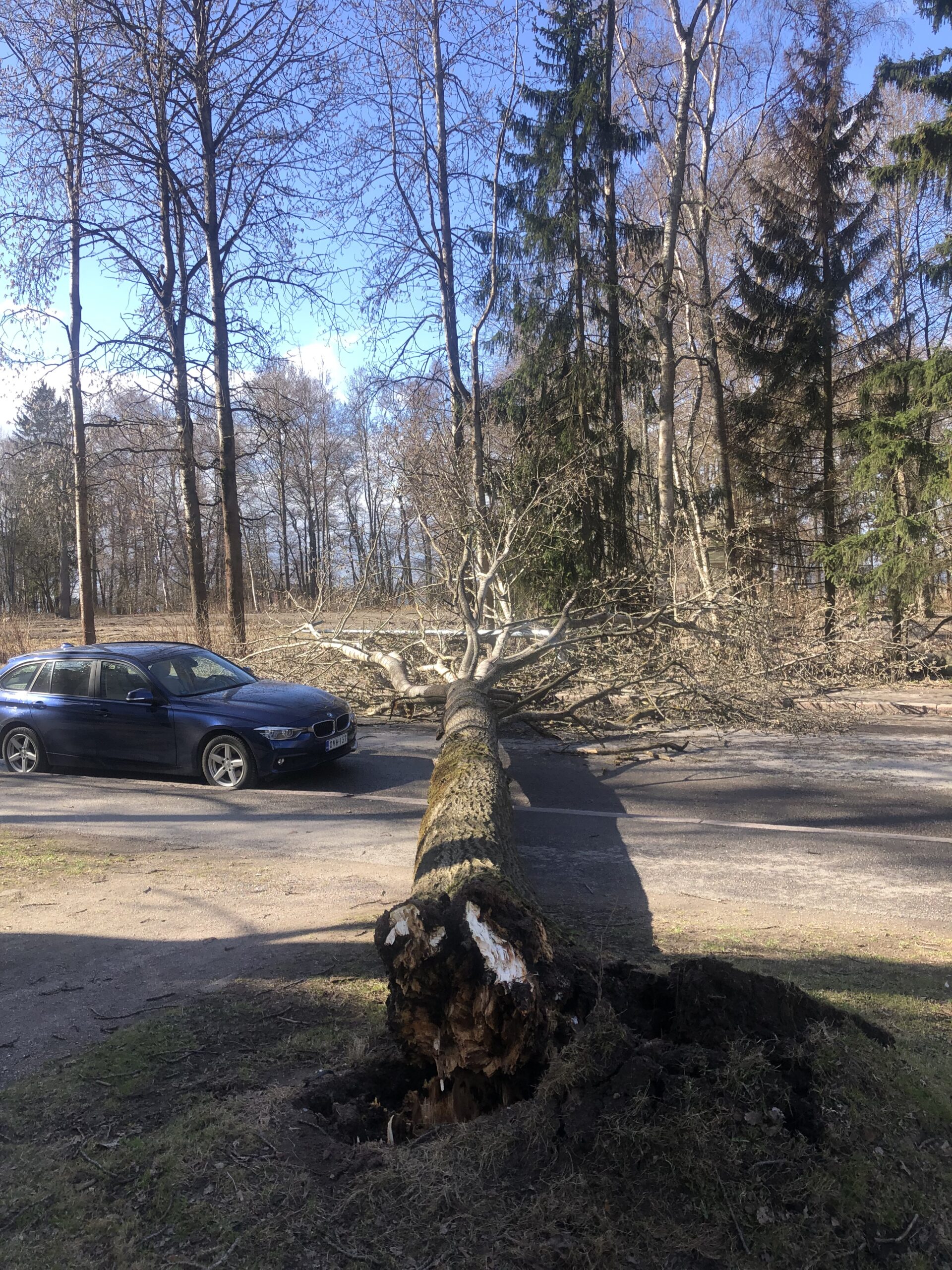 Puu kumoon Särkiniementiellä - Lauttasaari.fi