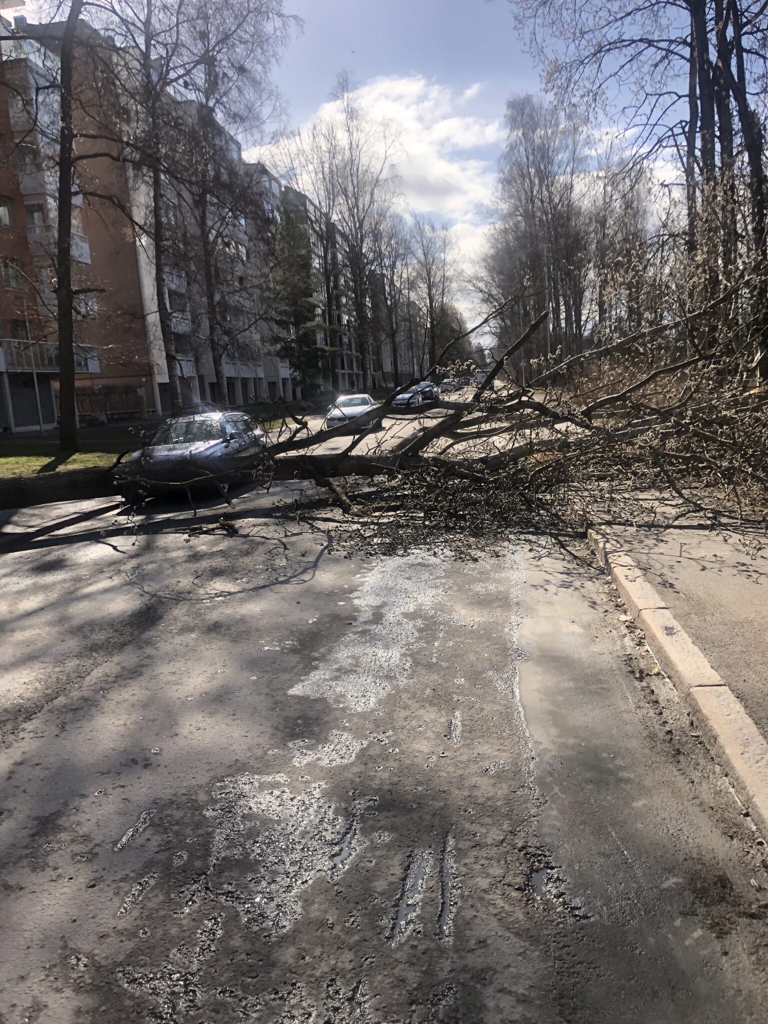 Puu kumoon Särkiniementiellä - Lauttasaari.fi